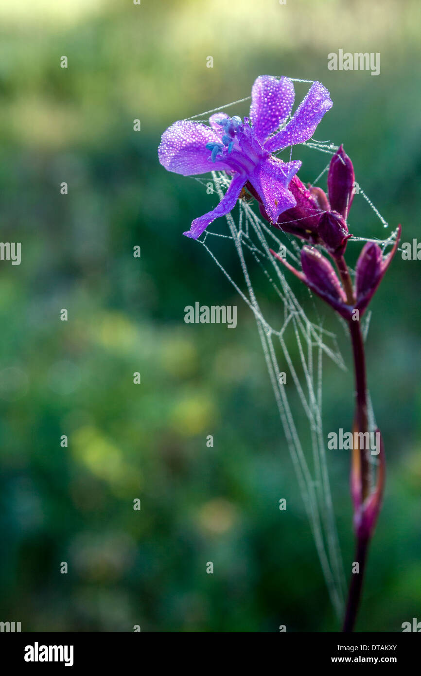 Purple Flower with Cobwebs and Drops of Dew - No Sales on Alamy or ...