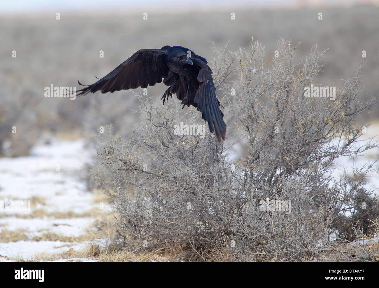 Raven In Flight High Resolution Stock Photography and Images - Alamy