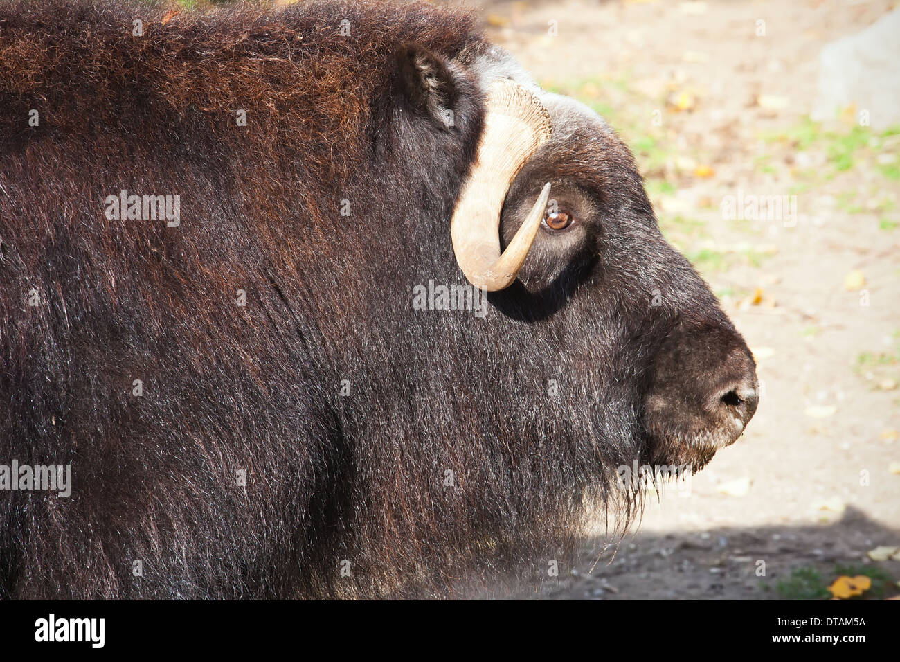 Musk ox black hi-res stock photography and images - Alamy