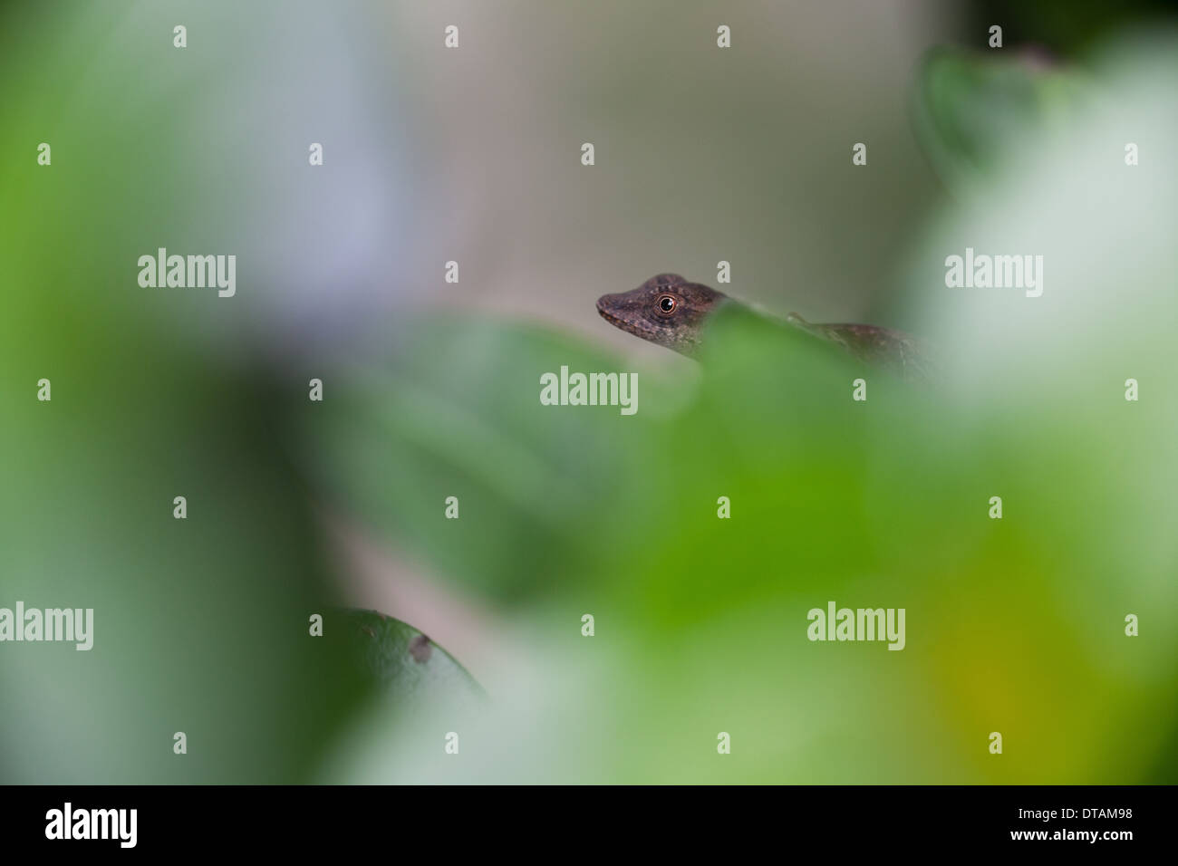 Slender Anole, Anole limifrons, in the rainforest at Burbayar Nature ...