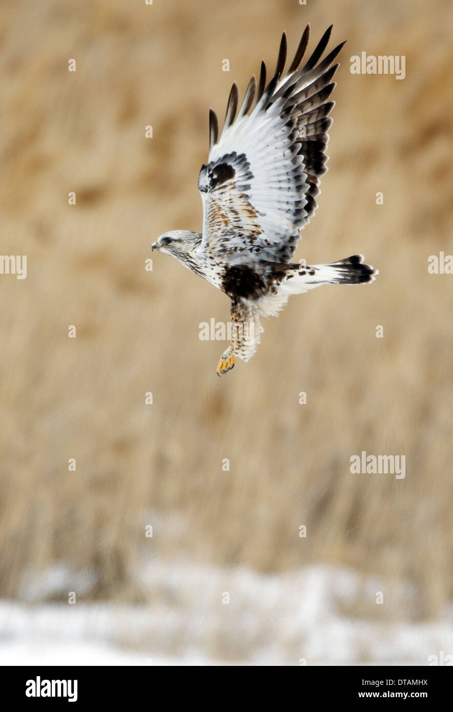 Rough legged Hawk Stock Photo - Alamy