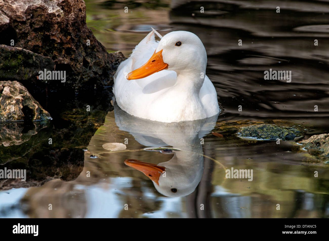 Malta and birds hi-res stock photography and images - Alamy