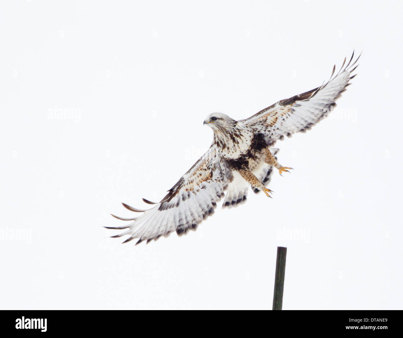Rough legged hawk hi-res stock photography and images - Alamy