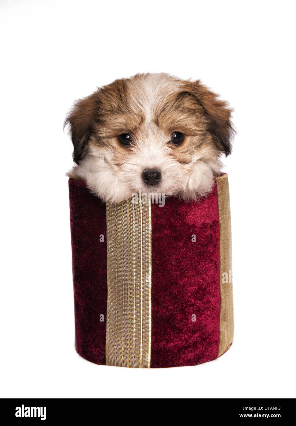 Puppy in box hi-res stock photography and images - Alamy