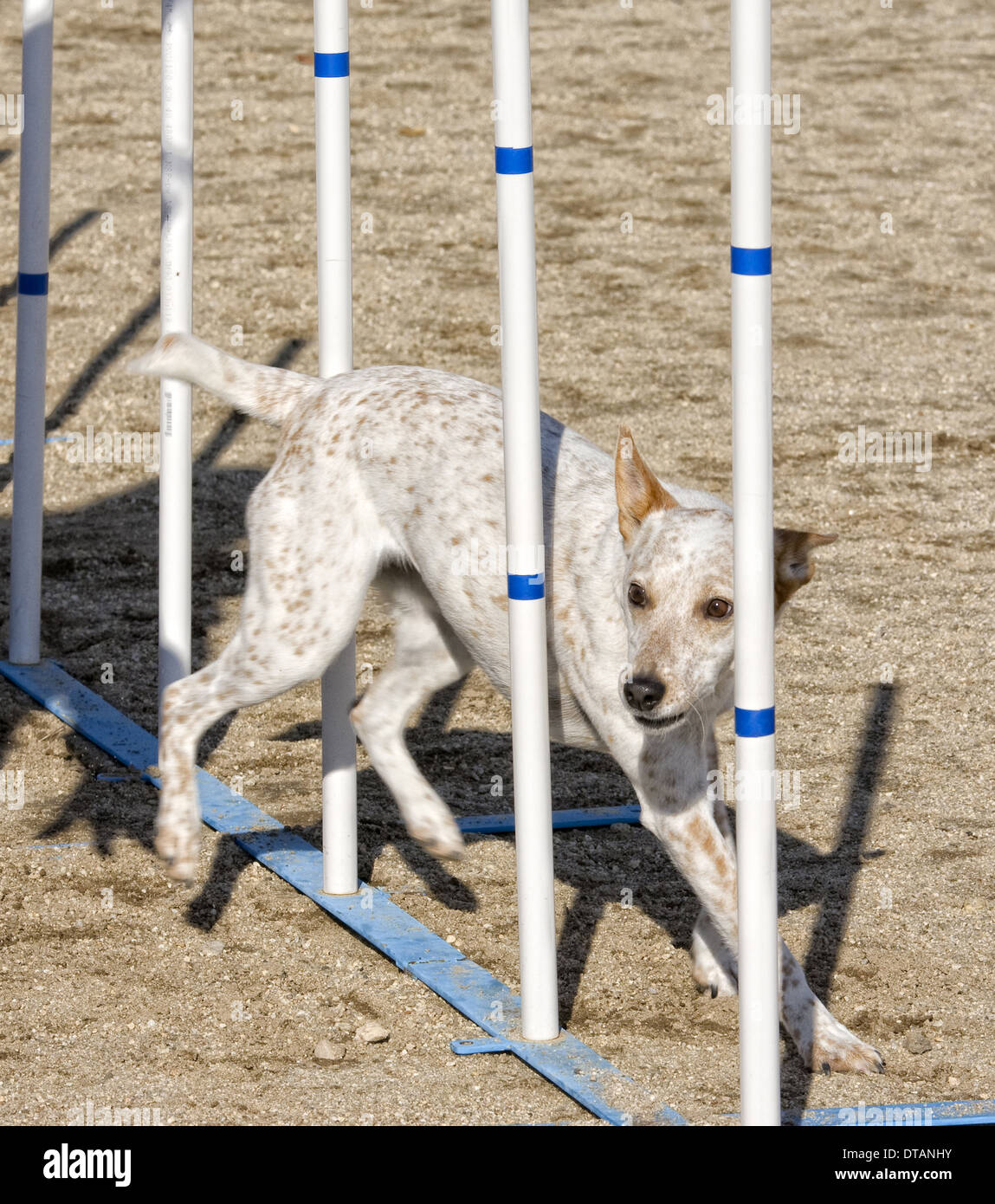 Dog going through weaves on agility course Stock Photo - Alamy