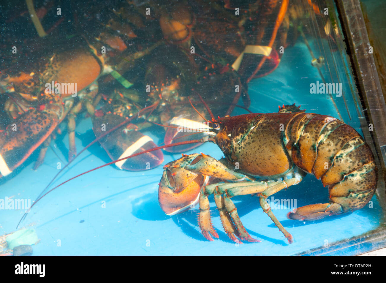 Lobster tank hi-res stock photography and images - Alamy
