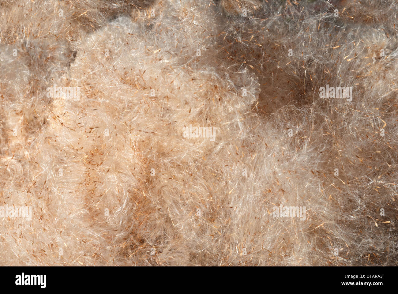 bulrush fluff texture Stock Photo - Alamy