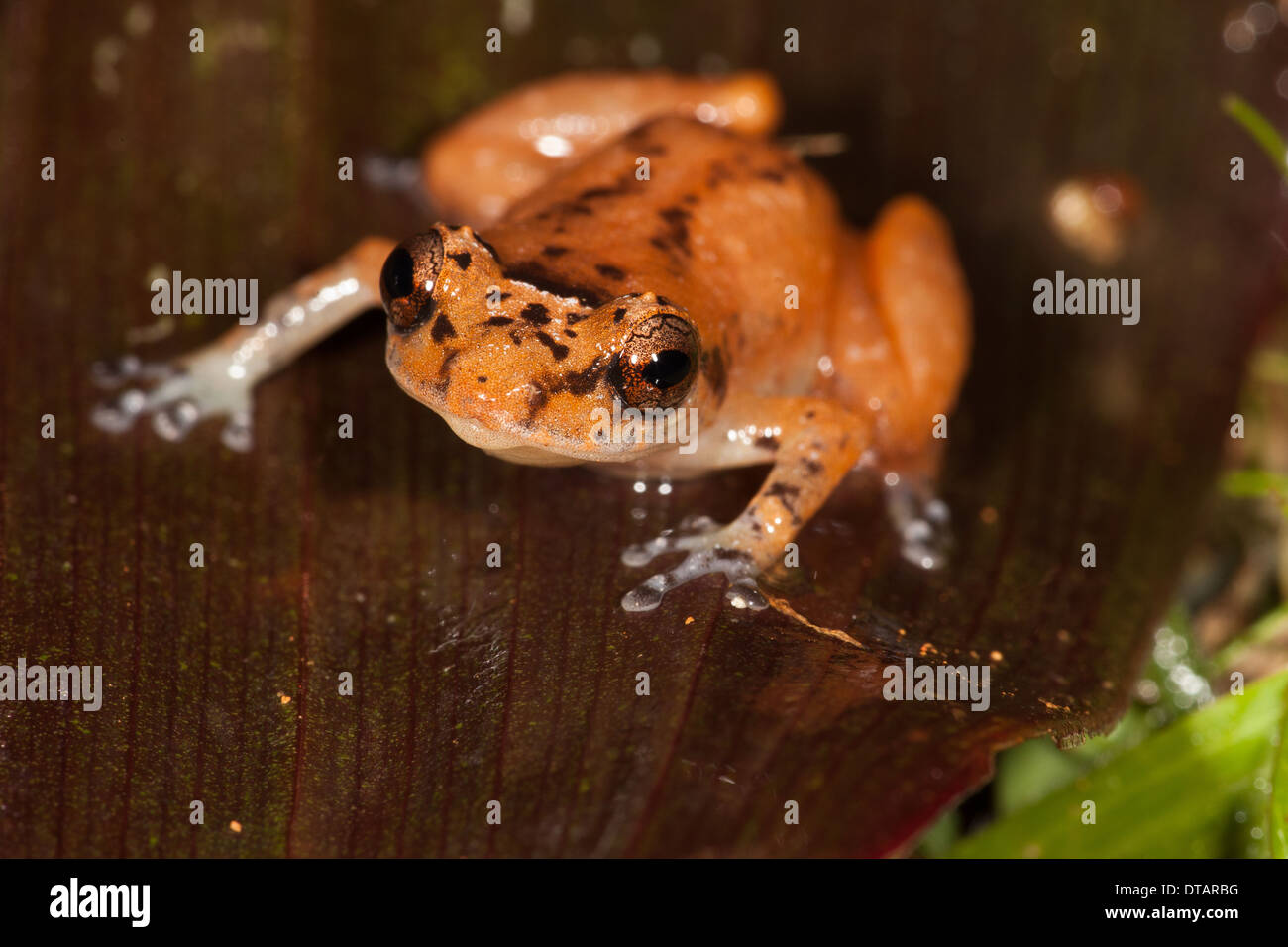 Frog, unknown species, in the rainforest at Burbayar Nature Reserve ...