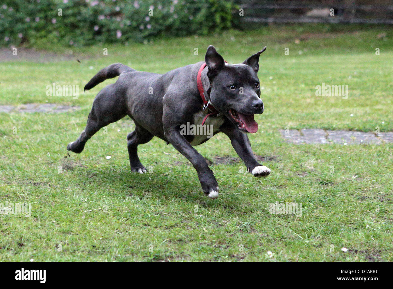Ascot, United Kingdom, Staffordshire Bull Terrier running over a meadow ...