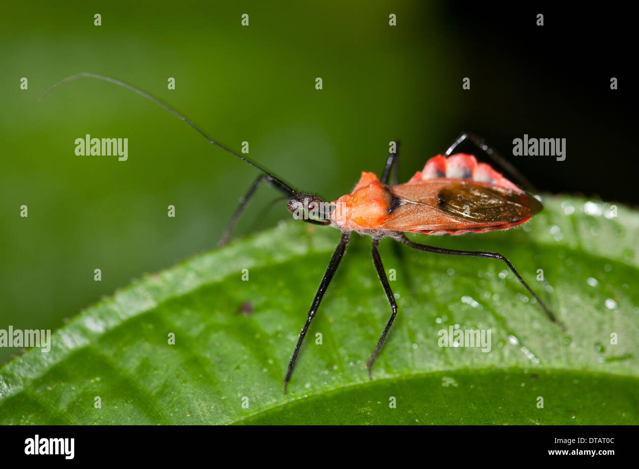 Tropical rainforest insects hi-res stock photography and images - Alamy