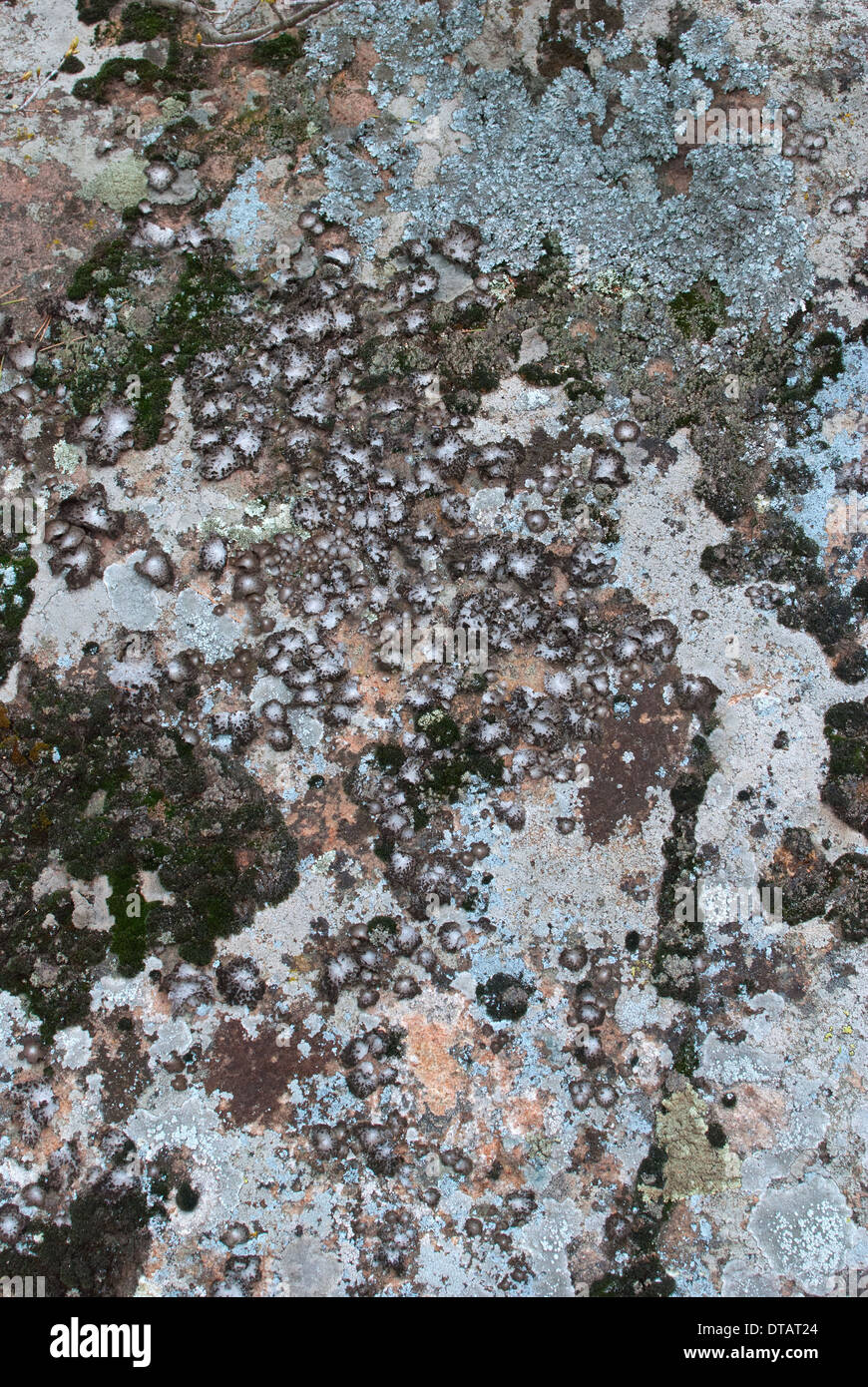 Highly detailed mossy rock texture for background Stock Photo - Alamy