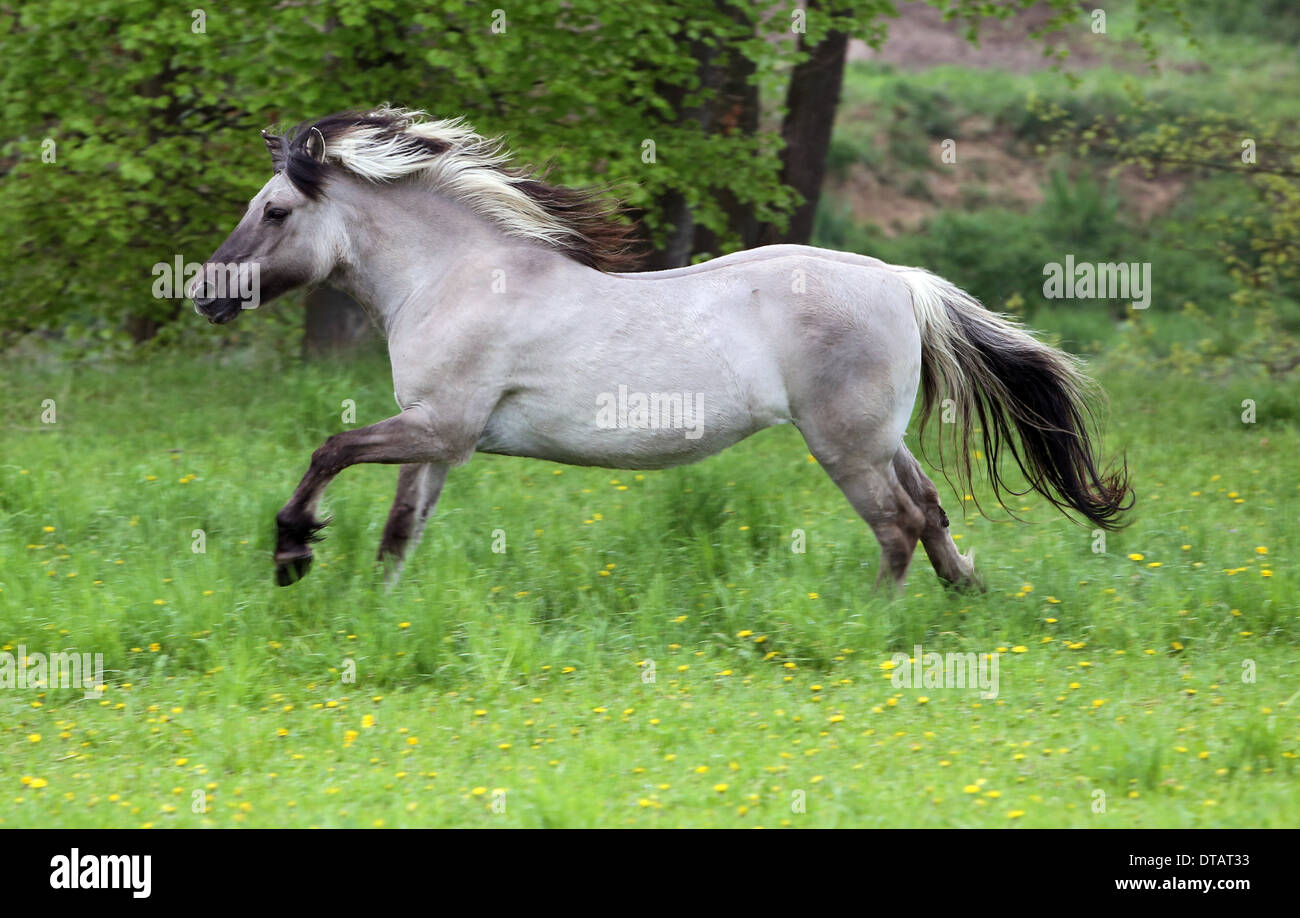Graufalbe hi-res stock photography and images - Alamy