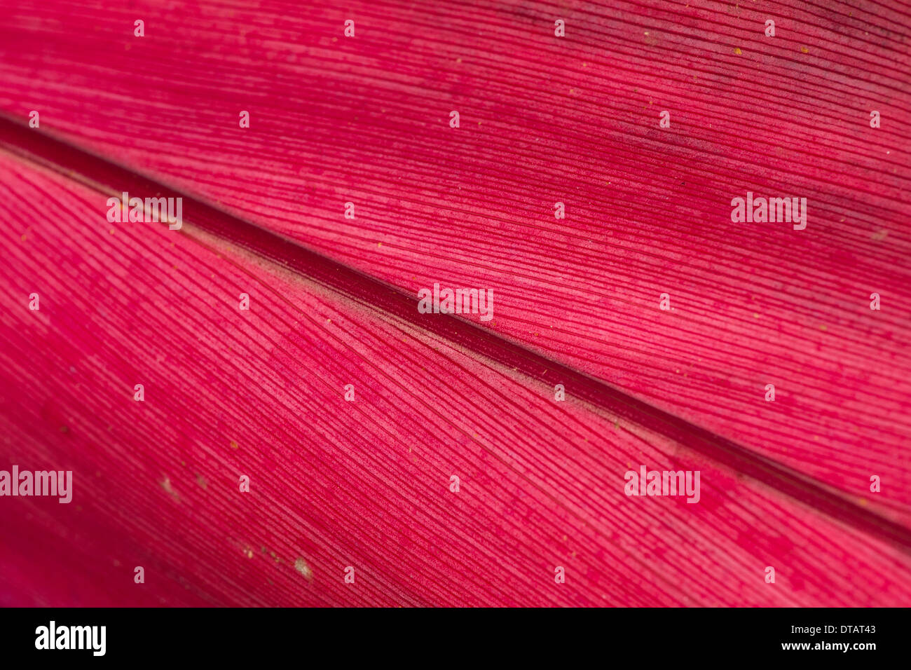 Red leaf details at Burbayar Nature Reserve, Panama province, Republic ...