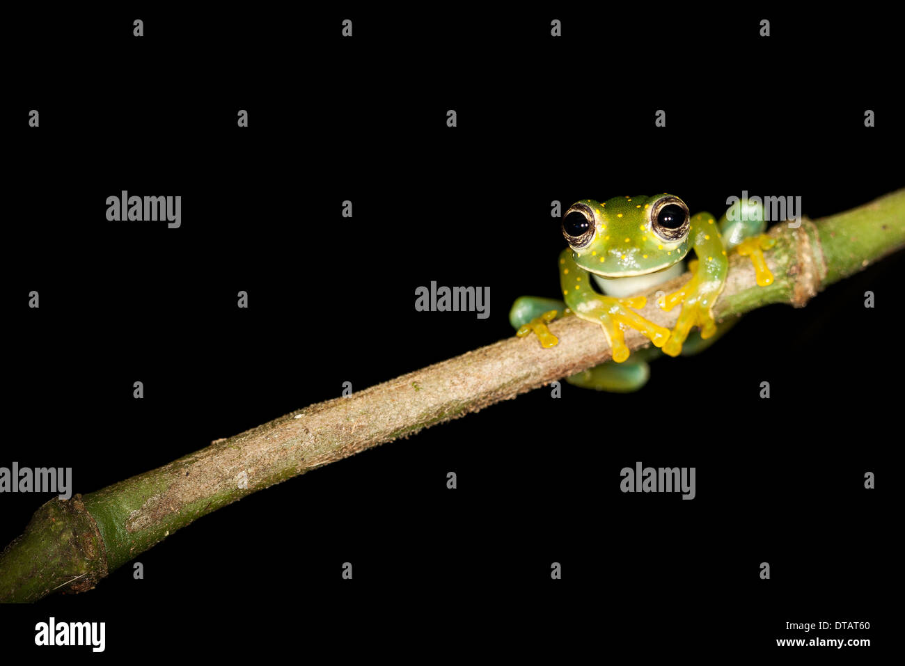 Yellow-flecked Glass Frog, Cochranella albomaculata, in the rainforest ...