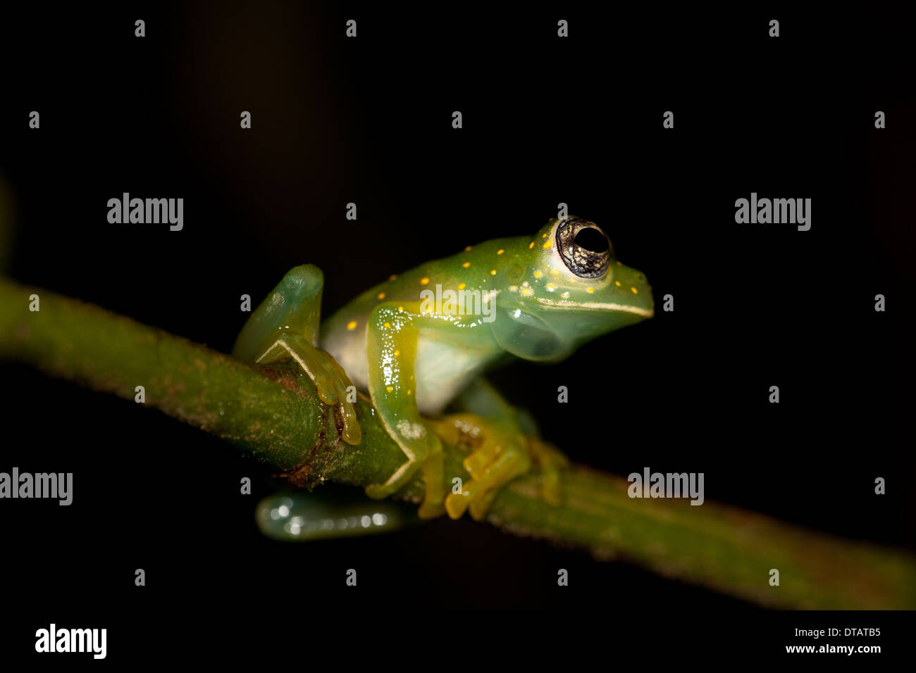 Yellow-flecked Glass Frog, Cochranella albomaculata, in the rainforest ...