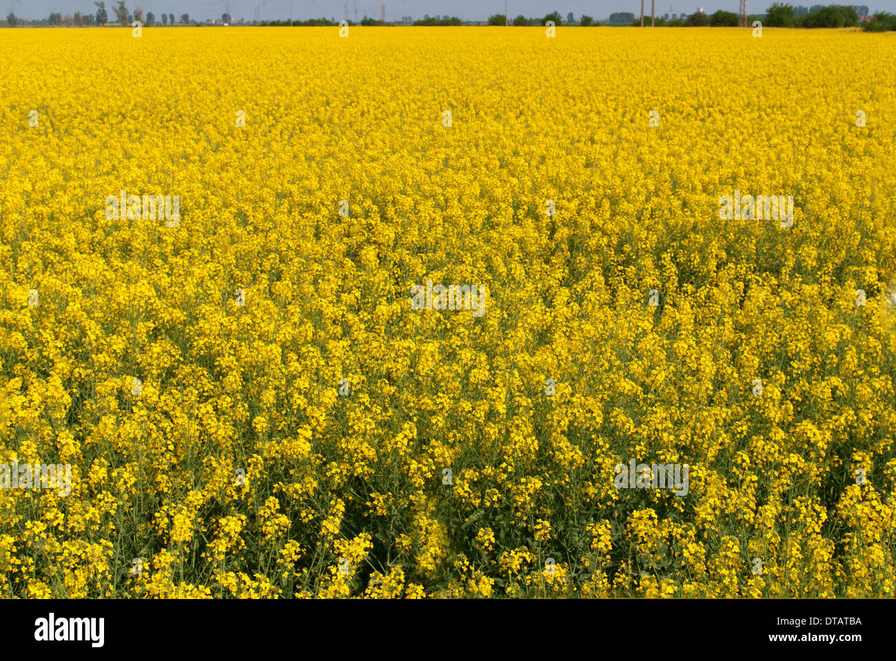 Rapaseed hi-res stock photography and images - Alamy