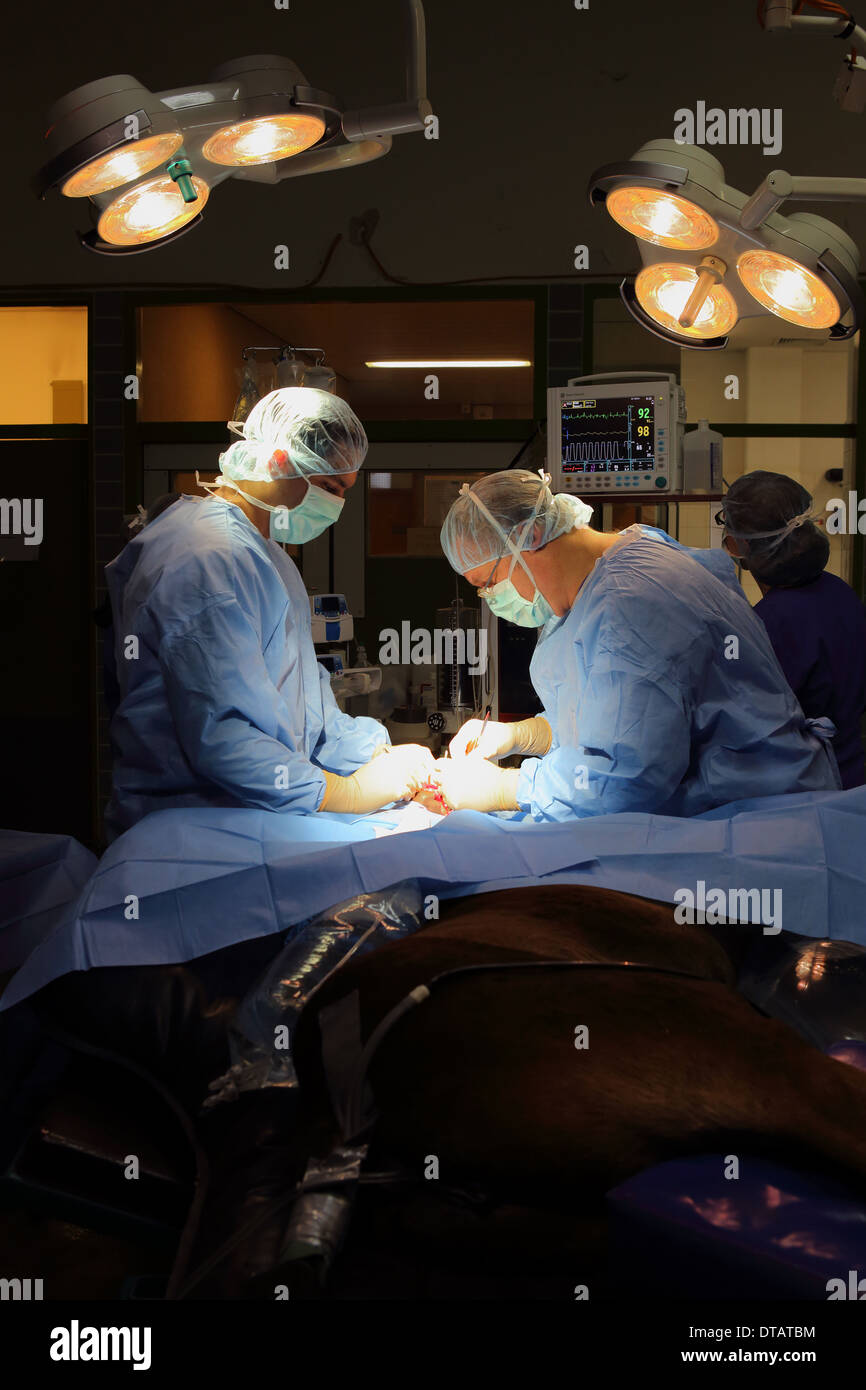 Veterinarians at work to hi-res stock photography and images - Alamy