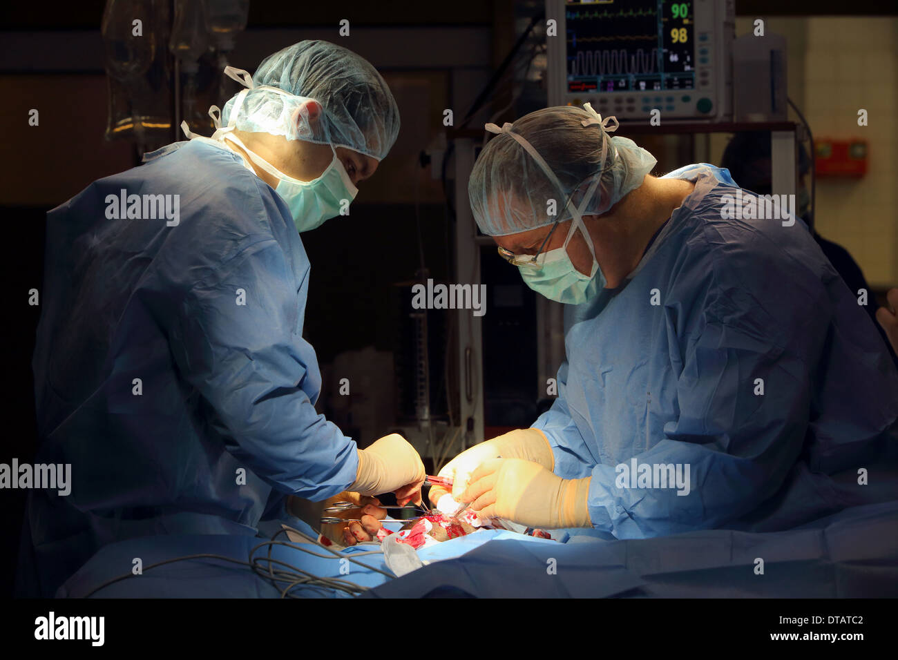 Veterinarians at work to hi-res stock photography and images - Alamy