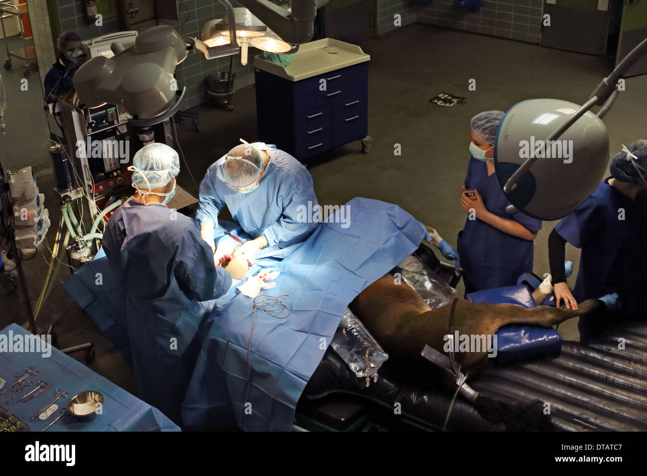 Operate a animal hi-res stock photography and images - Alamy