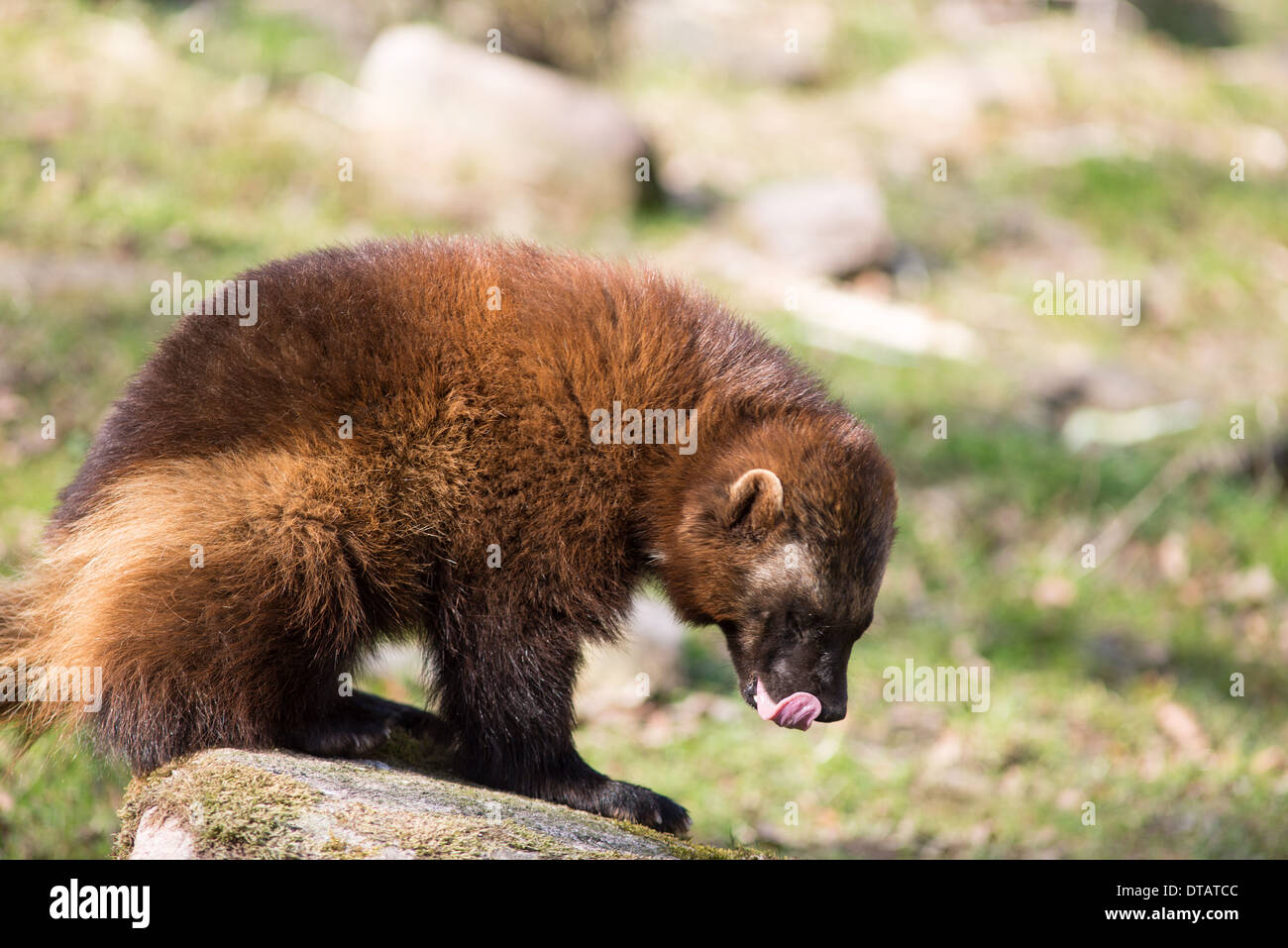 Wolverine glutton carcajou gulo gulo hi-res stock photography and ...