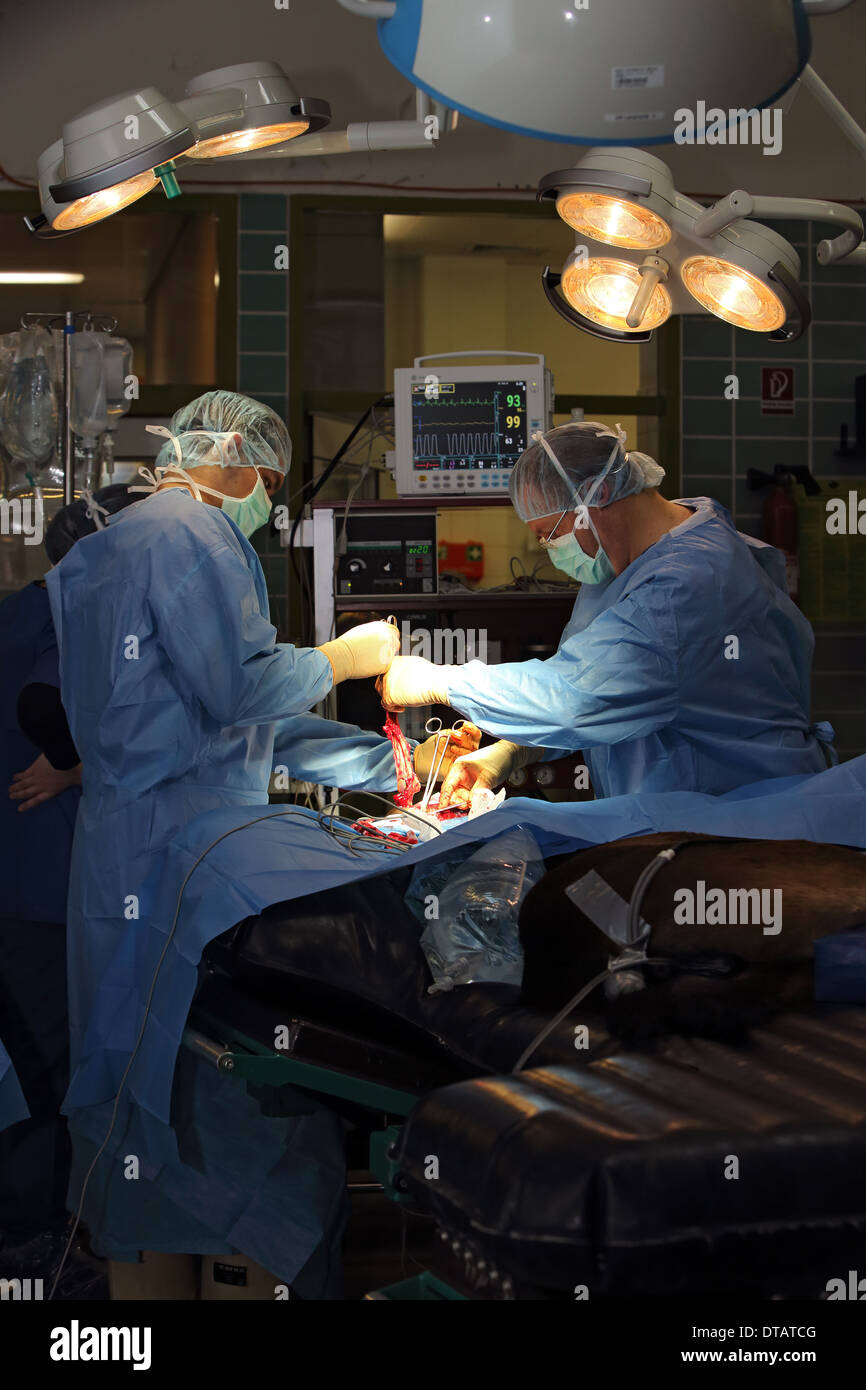 Veterinarians at work to hi-res stock photography and images - Alamy