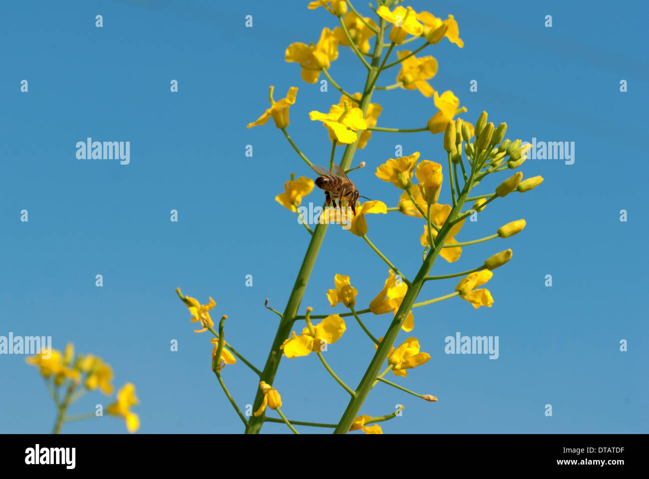 Rapeseed animal feed hi-res stock photography and images - Alamy