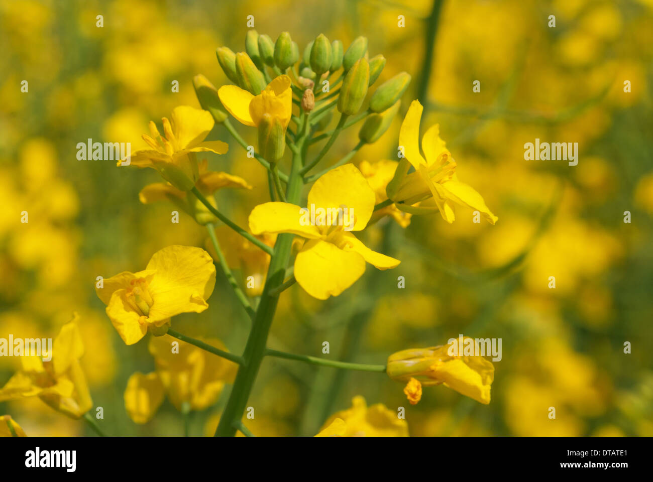 the flower of a colza photographed by a close up. small depth of ...
