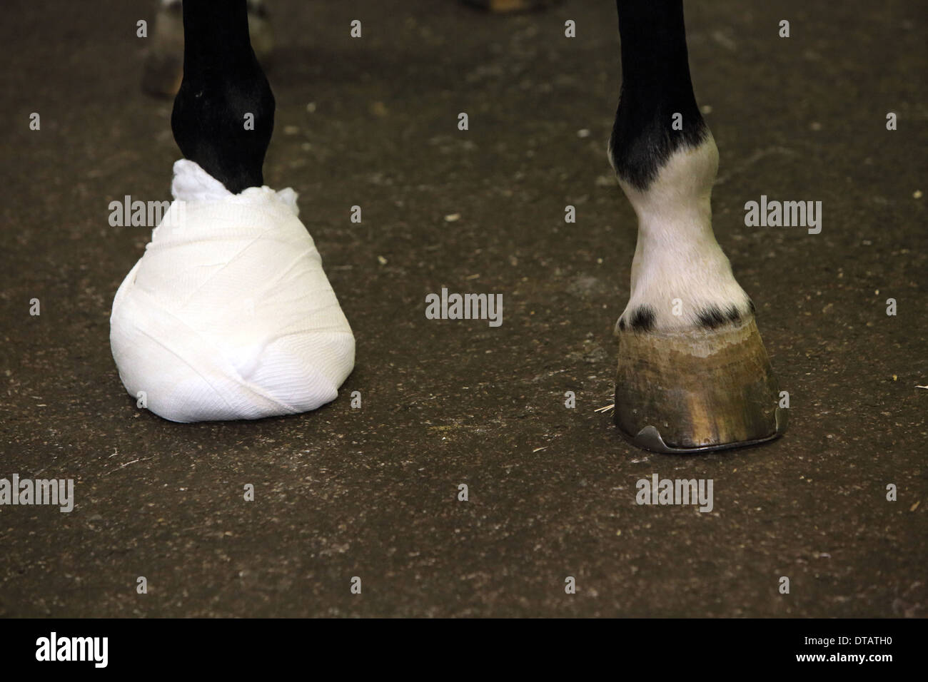 Berlin, Germany, hoof bandage on a horse Stock Photo - Alamy