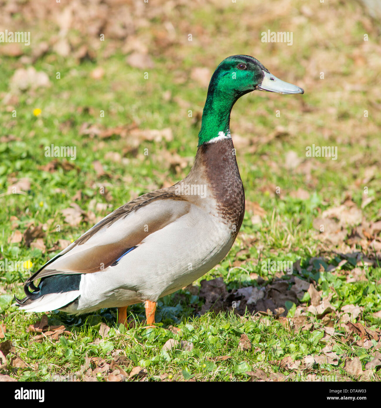 Standing on grass hi-res stock photography and images - Alamy