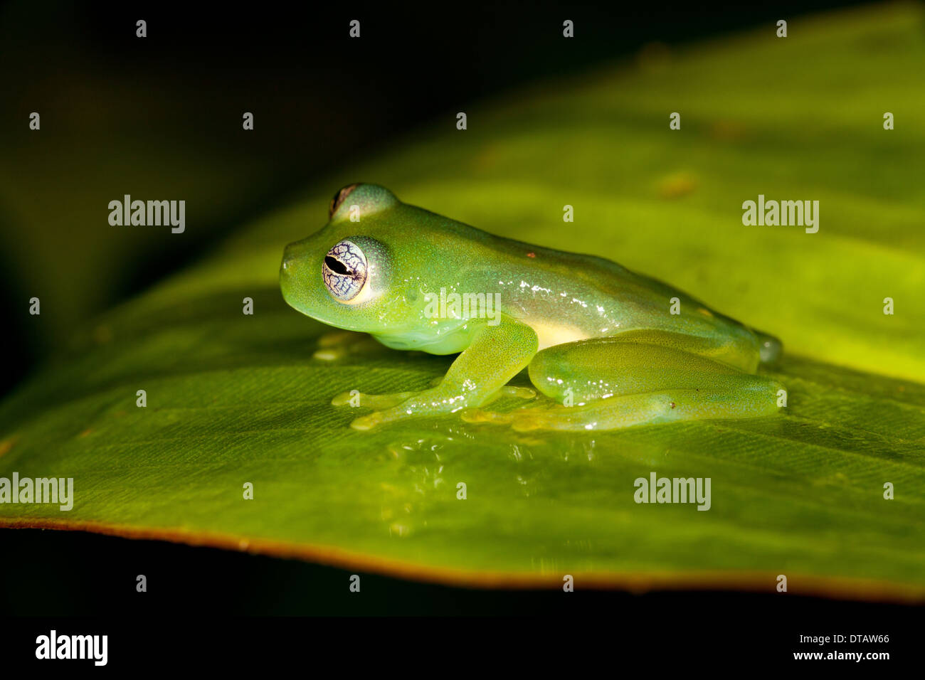 Spiny Cochran Frog, Teratohyla spinosa, in Burbayar Nature Reserve ...