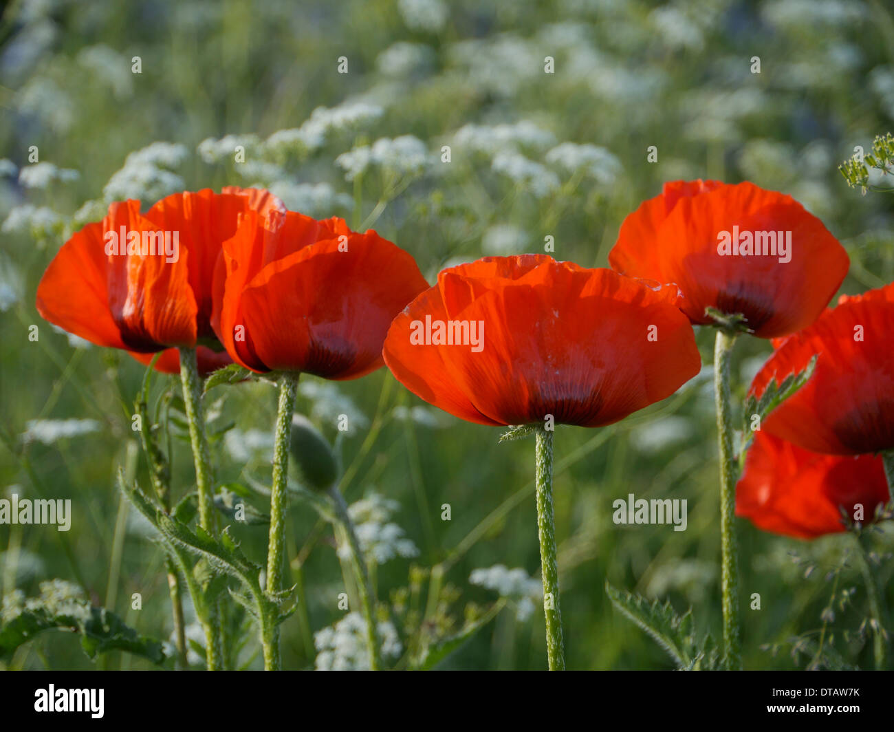 Meadow roses hi-res stock photography and images - Alamy