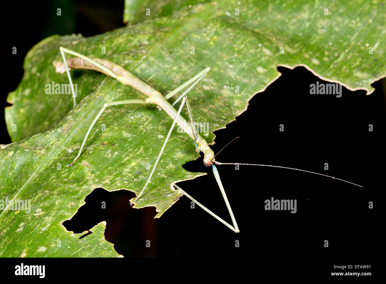 Green stick insect eating a leaf in the rainforest understory, Ecuador ...