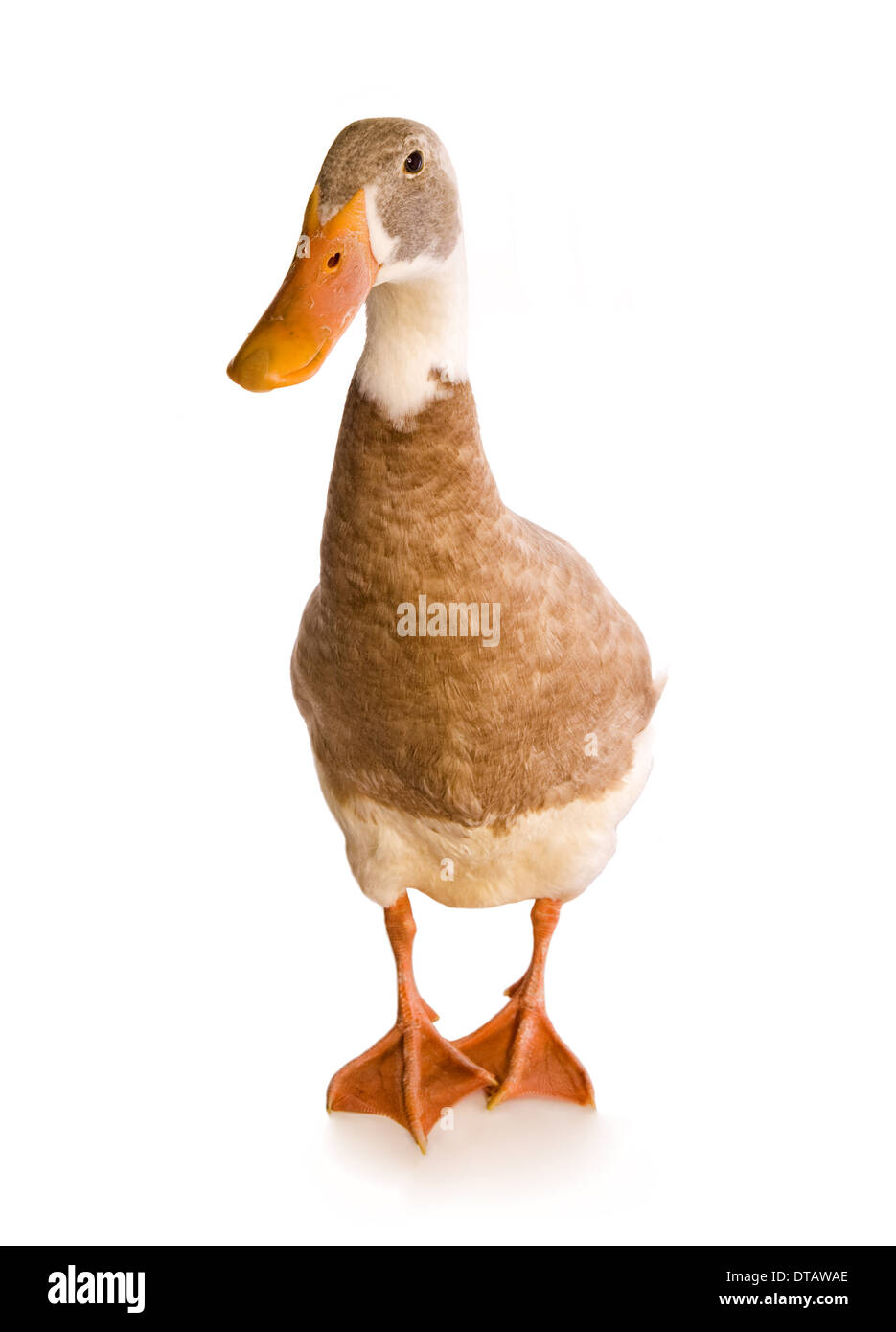 Indian runner duck hi-res stock photography and images - Alamy