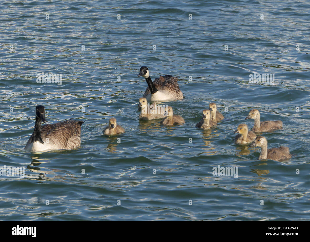 Adult branta canadensis hi-res stock photography and images - Alamy