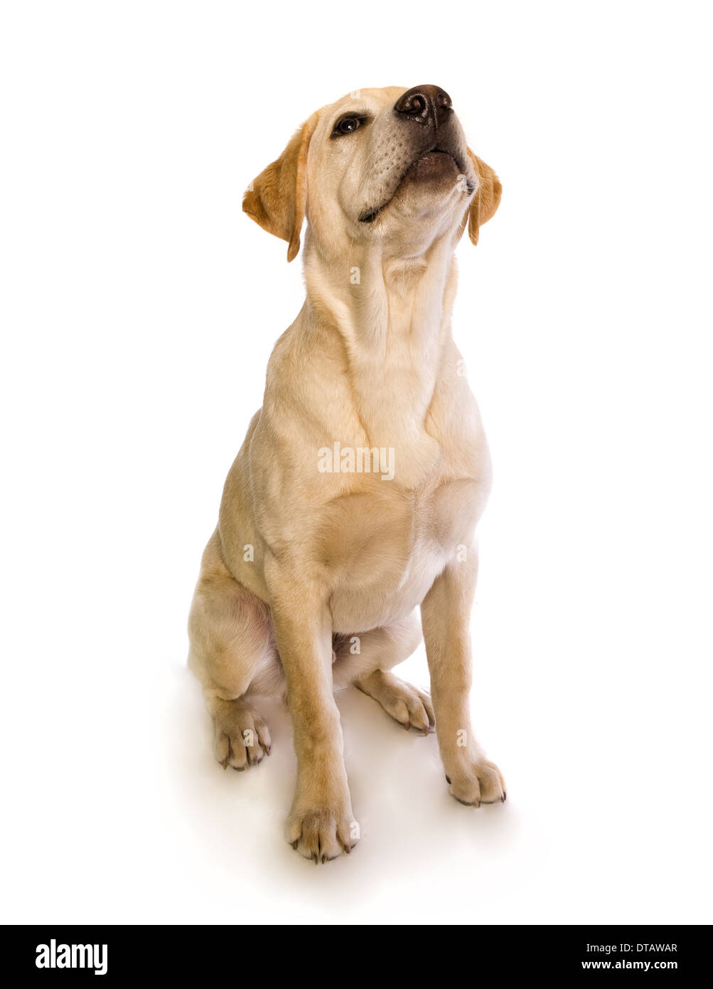 Male sitting up and begging Cut Out Stock Images & Pictures - Alamy