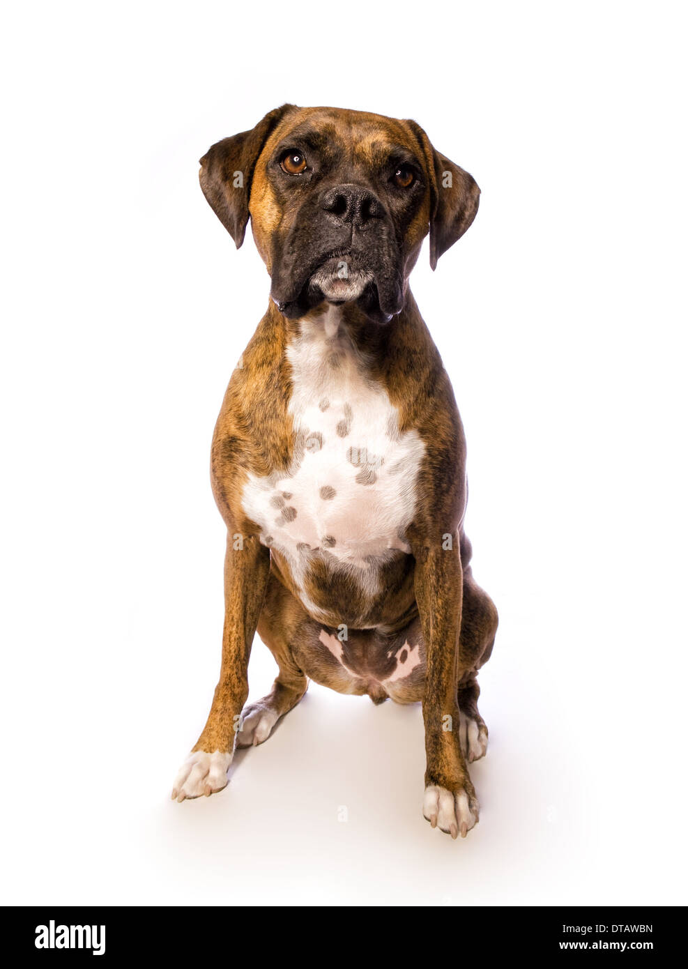 Boxer dog sitting isolated on white background Stock Photo - Alamy