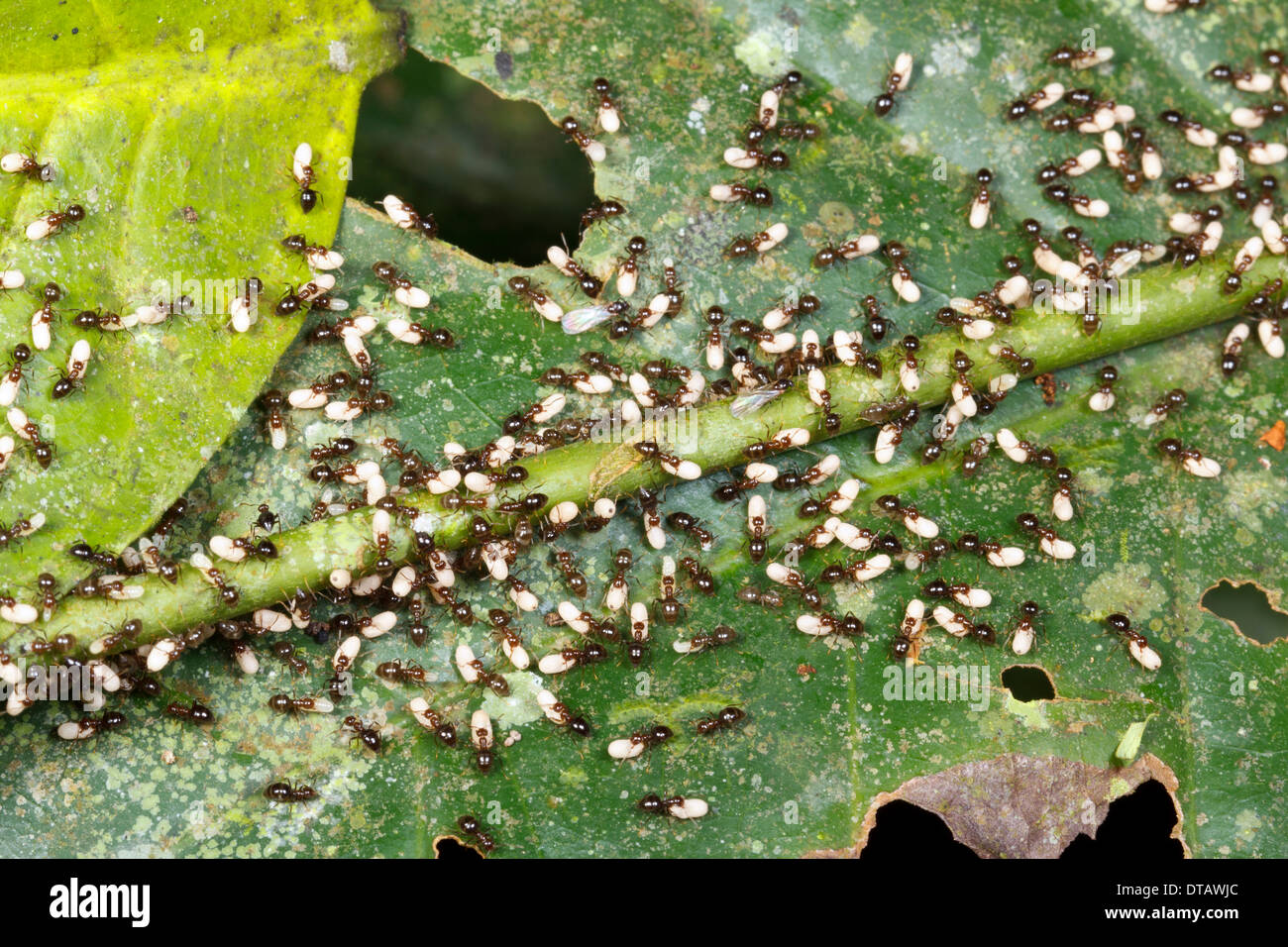 Ants and pupae hi-res stock photography and images - Alamy