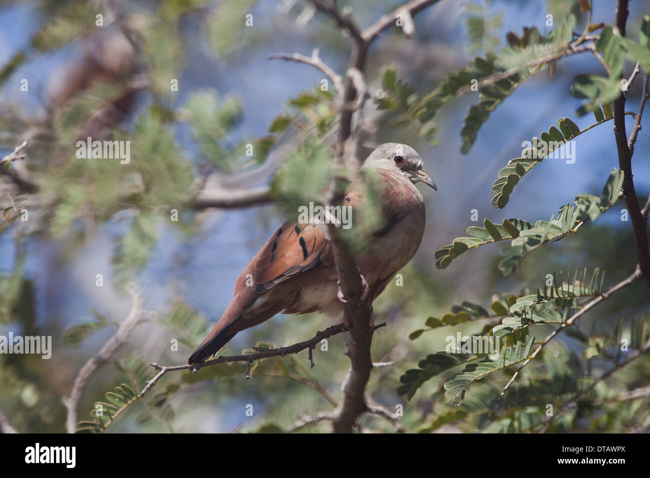 Ruddy Ground-Dove, Columbina talpacoti, in a tree outside Penonome in ...