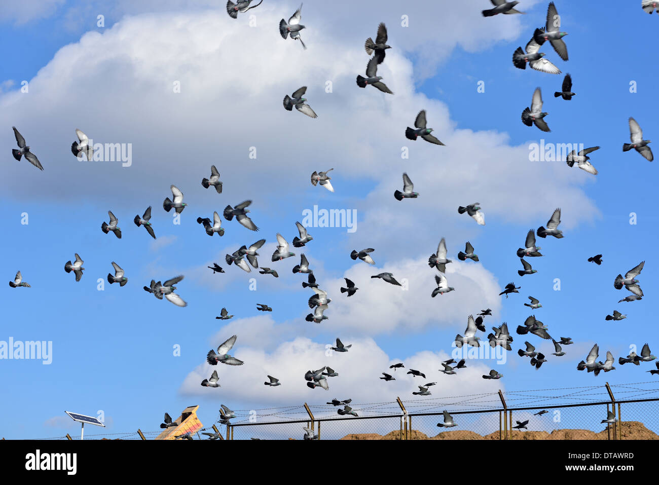 dove symbol of freedom and wire mesh Stock Photo - Alamy