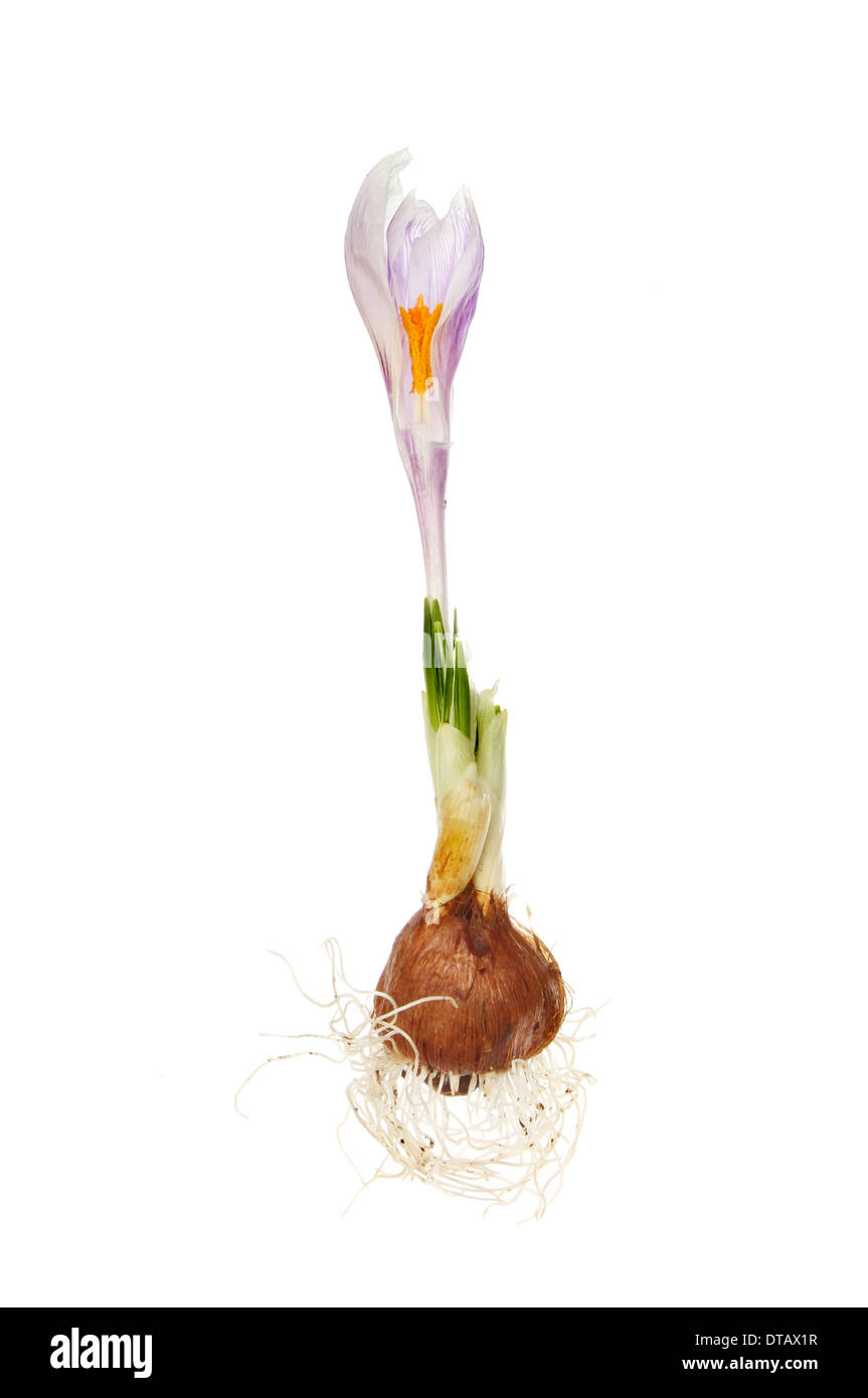 Crocus bulb and flower Stock Photo - Alamy