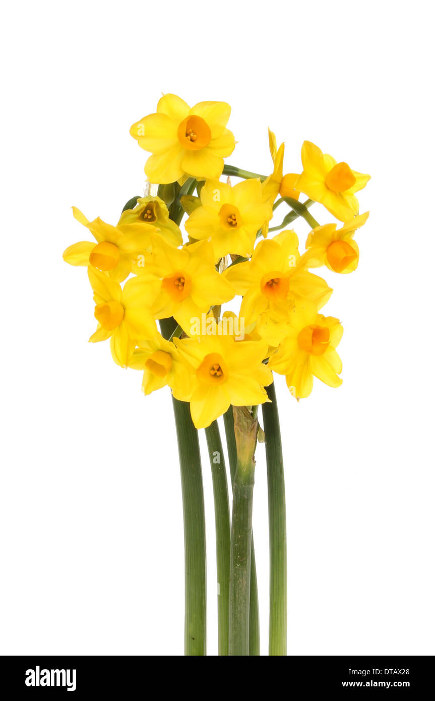 Miniature daffodils hi-res stock photography and images - Alamy