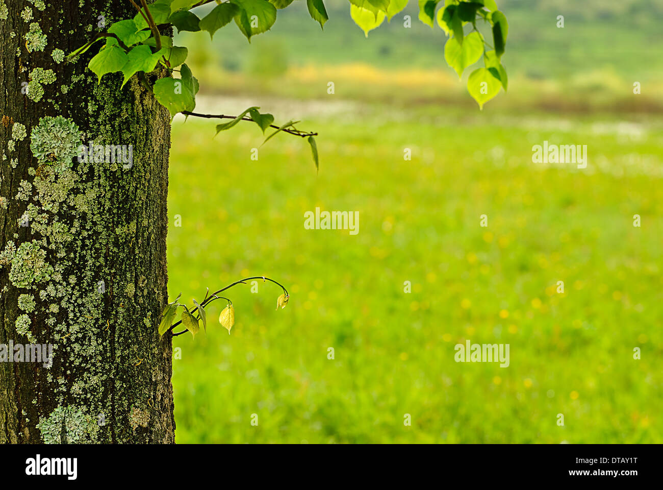 moldering stump with lichen and leafs. Green Background from grass ...
