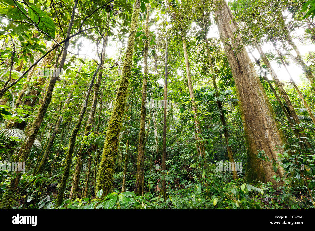 Interior of tropical rainforest in the Upper Amazon Basin in Ecuador ...