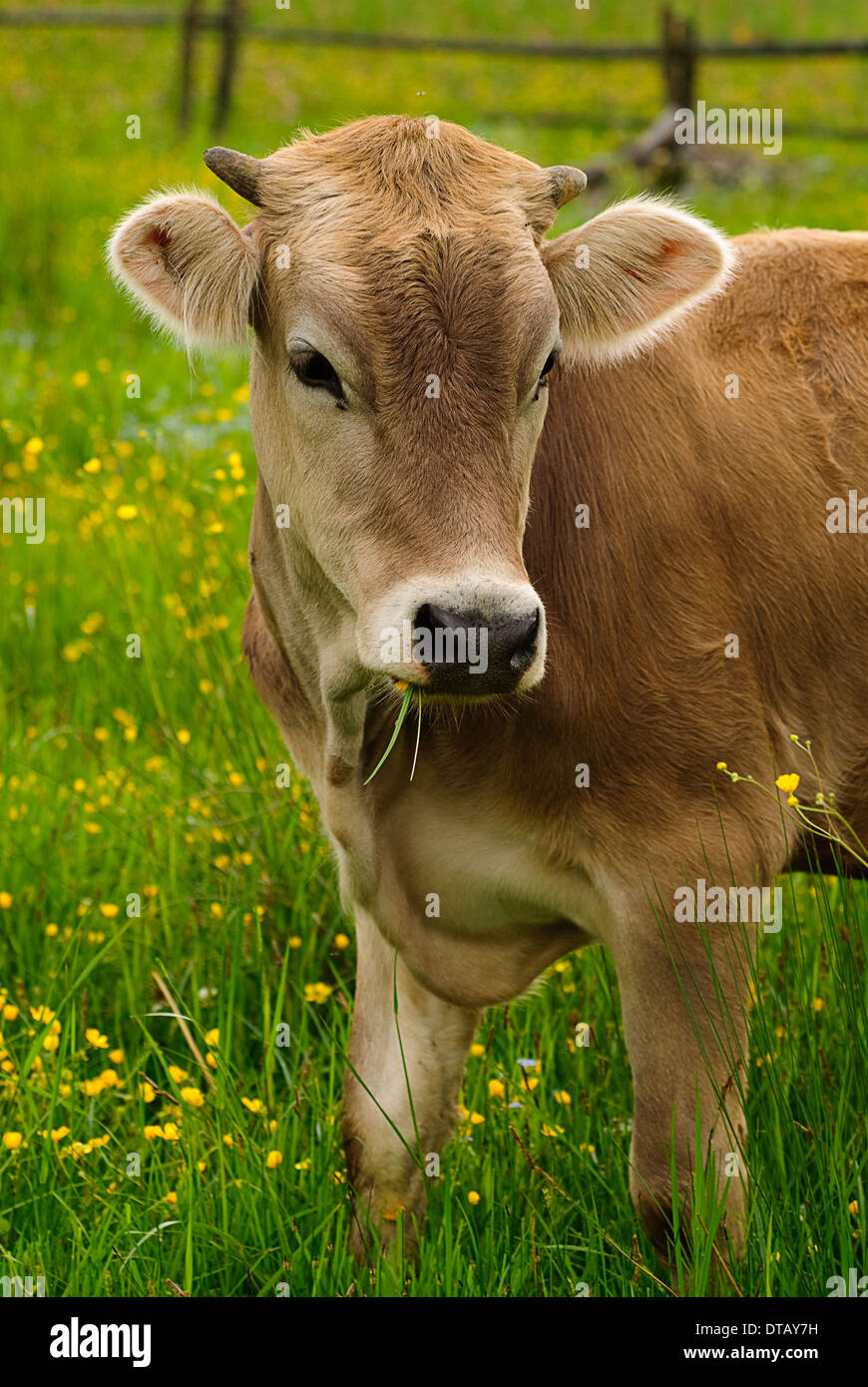Cow saliva hi-res stock photography and images - Alamy