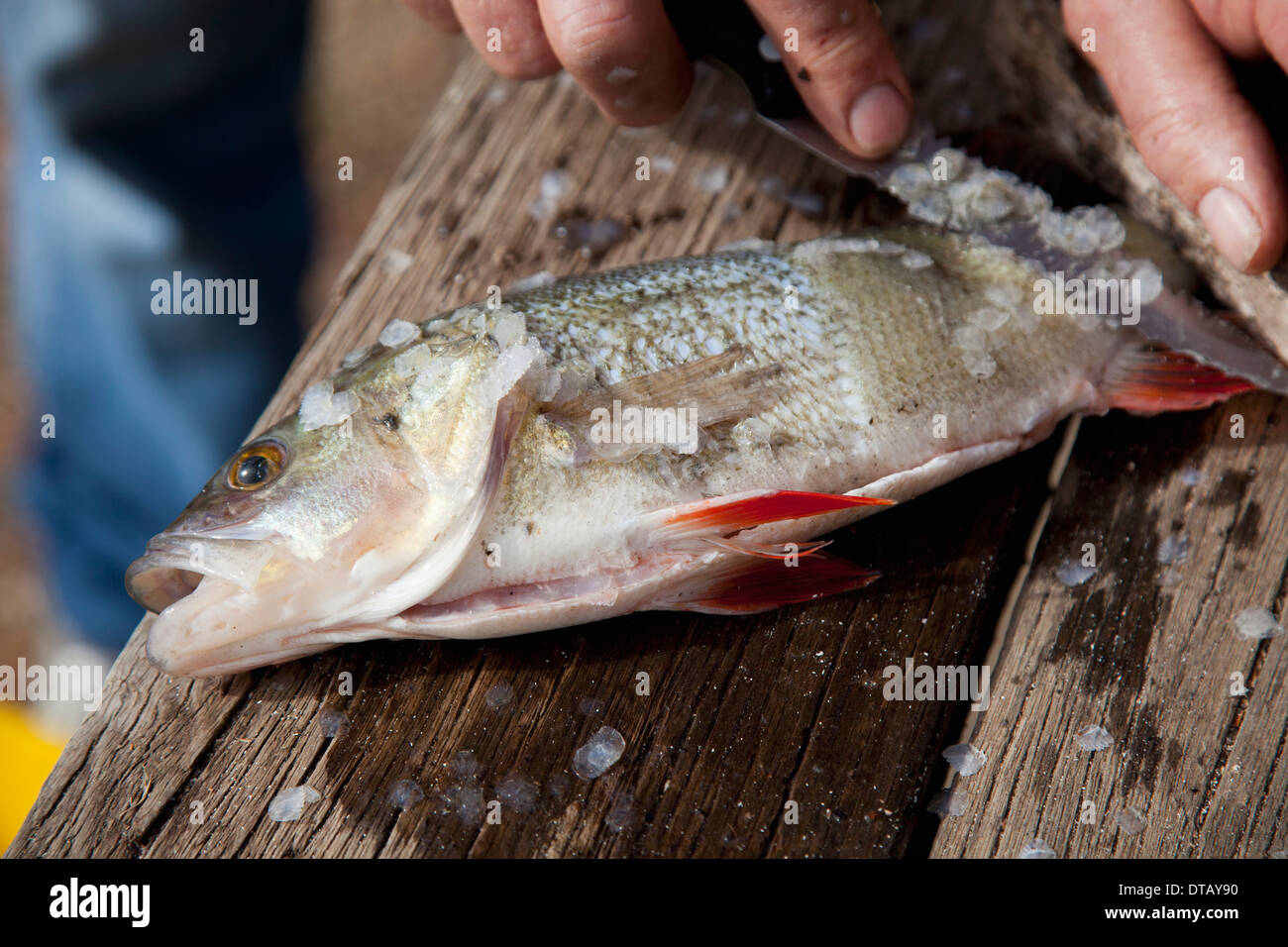 Fish scales close up hi-res stock photography and images - Alamy