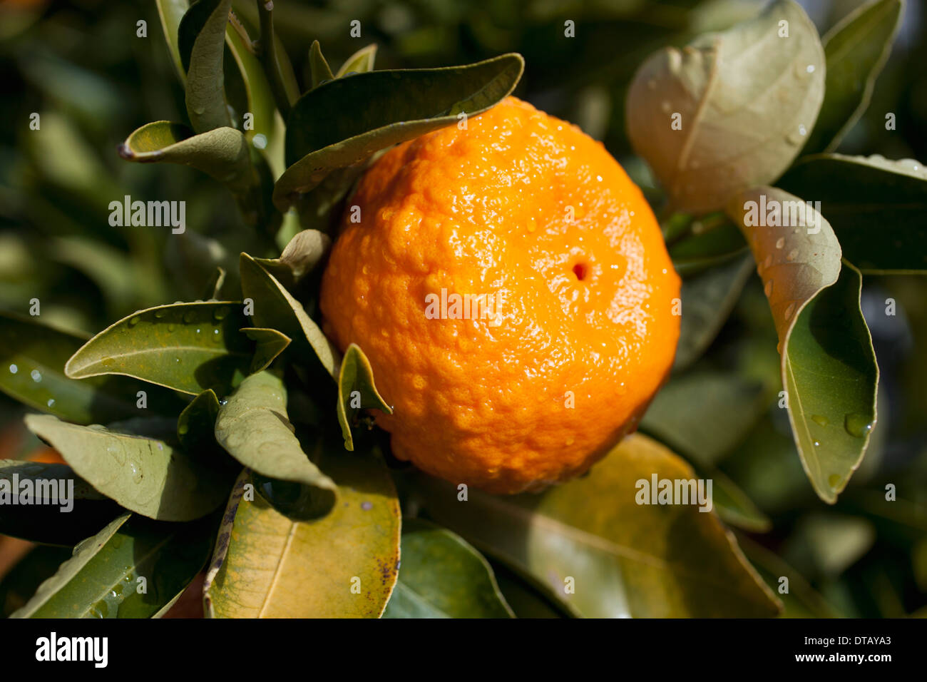 No people orange hi-res stock photography and images - Alamy