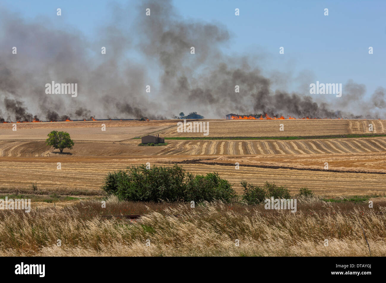 Smoke bush in background hi-res stock photography and images - Alamy