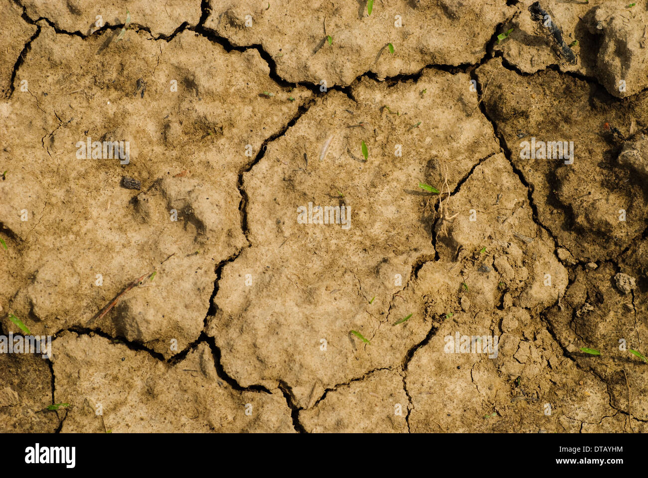 Dry soil texture with green new sprouts Stock Photo - Alamy