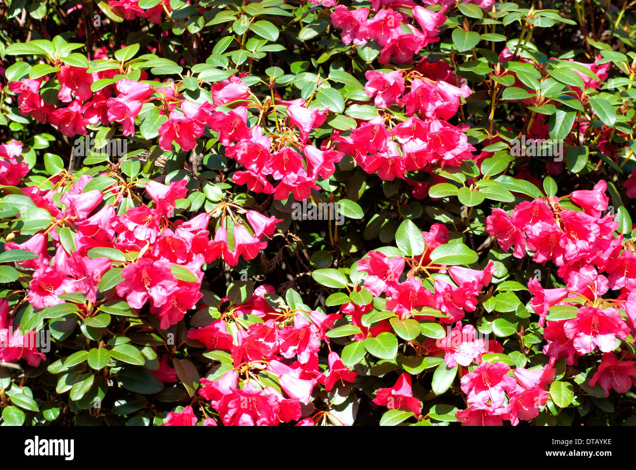 Cover of red flowers in the park as a texture Stock Photo - Alamy