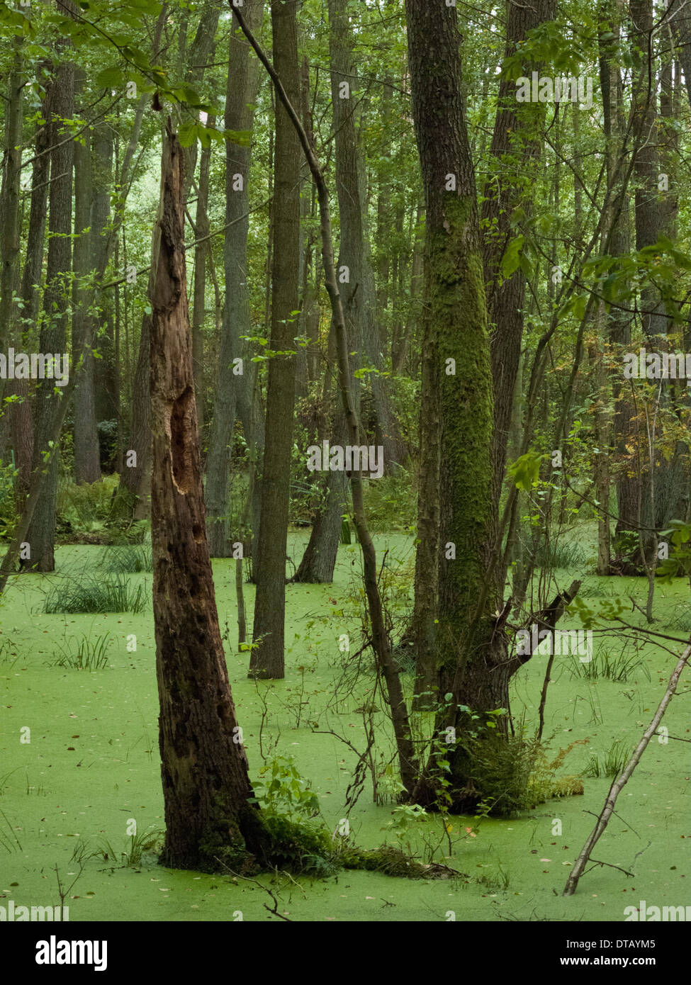Trees in swamp area Stock Photo - Alamy